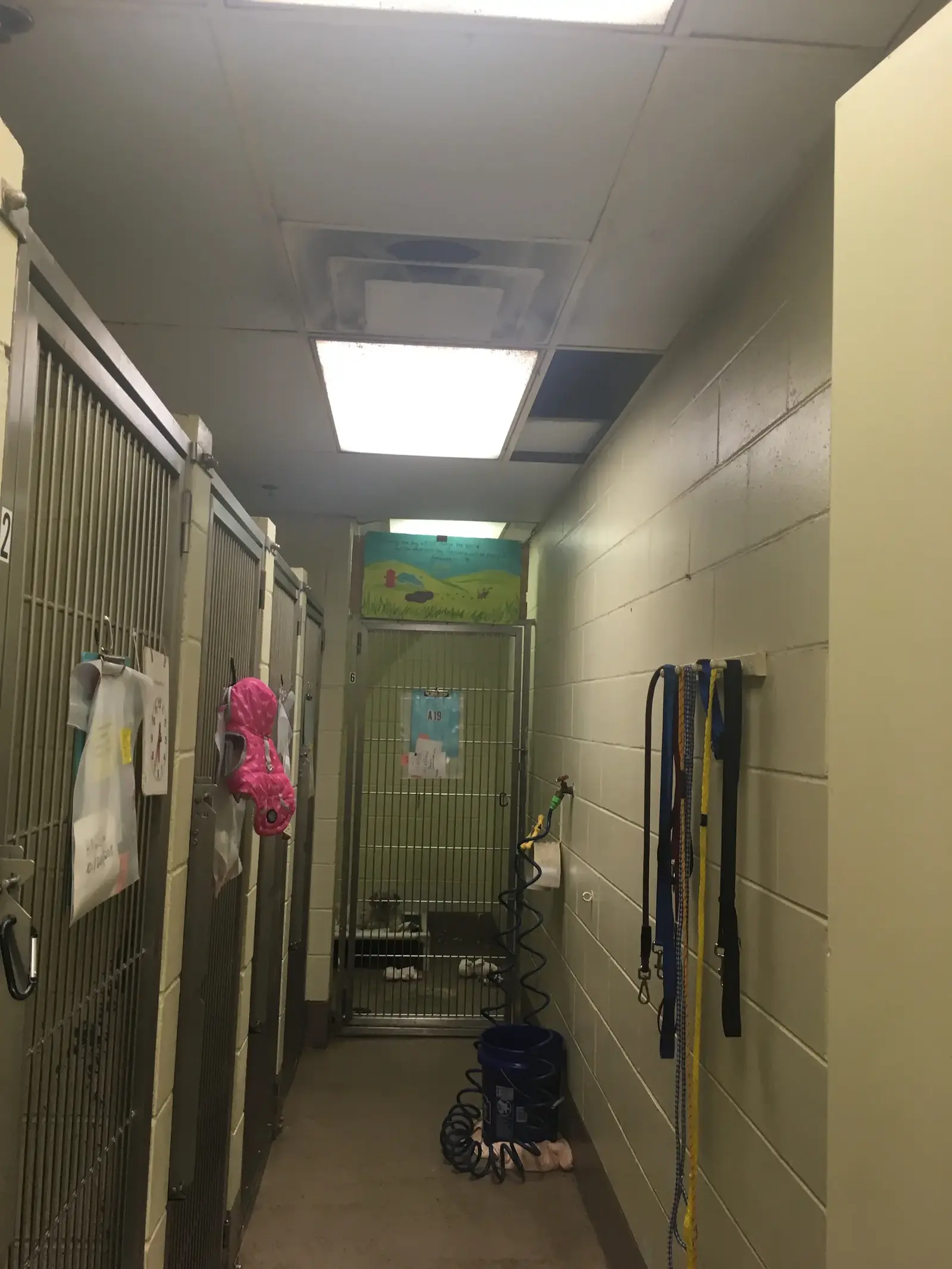 Image: Adoption dogs row - Monolithic Dome Institute